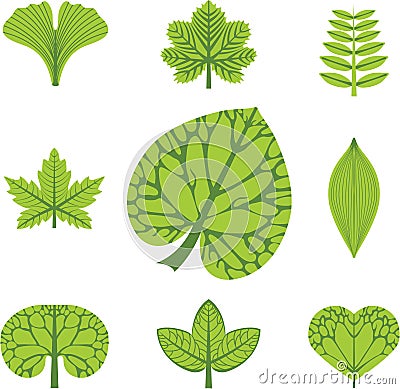 Different Types Of Leaves Cartoon Vector | CartoonDealer.com #25338379