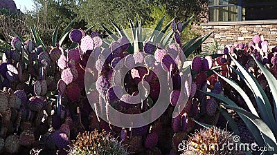 Different Types of Prickly Pear Cacti, Agava and Ferocactus in a ...