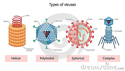 Different Virus Types Diagram Medical Science Stock Illustration ...