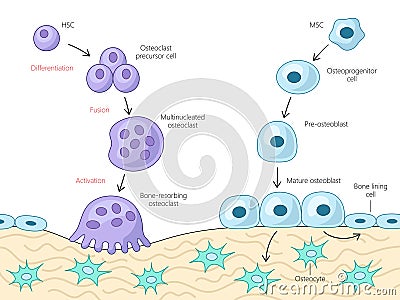 Bone Cell Differentiation Activation Diagram Royalty-Free Illustration ...