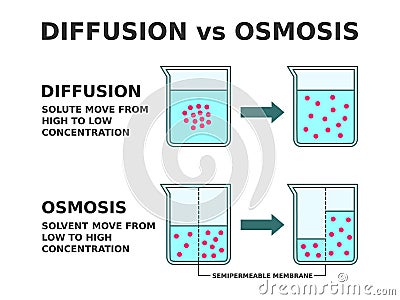 Diffusion Vs Osmosis. Solution Transport Process. Cartoon Vector ...