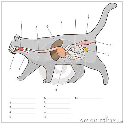 Digestive System Of The Cat Vector Illustration Stock Vector - Image ...