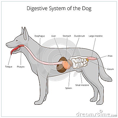 Digestive System Of The Dog Vector Illustration Stock Vector - Image ...