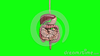 Healthy Intestines and Disease Intestines on Green Screen Rotate ...