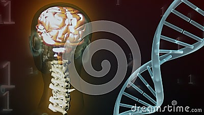 Digital Composite of the Human Brain, DNA, and Binary System Stock ...