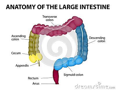 Dikke Darm Menselijke Anatomie Vector Illustratie - Afbeelding: 47483240