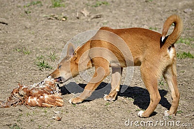 Dingo Eating Poultry Stock Photos - Image: 37704083