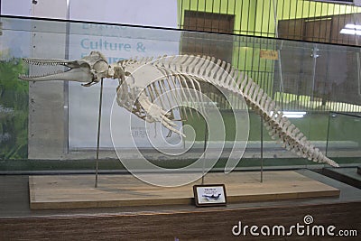 Dino Skeleton Stock Photo | CartoonDealer.com #83454360