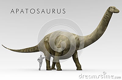 Dinosaur Apatosaurus And Human Size Comparison Stock Illustration ...
