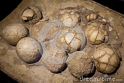 Dinosaur Eggs In The Nest Stock Photo - Image: 48171278