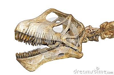 Dinosaur Skull Isolated Royalty Free Stock Image - Image: 12782896