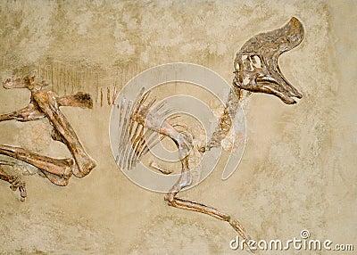 Dinosaurier-Fossilien Stockfotos - Bild: 6873703