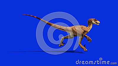 Dinosaurs Velociraptor Run Side Jurassic World Prehistory Stock Footage ...