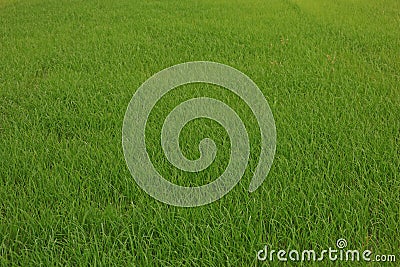 Direct Seeded Rice At Early Vegetative Stage In Rice Field Stock ...