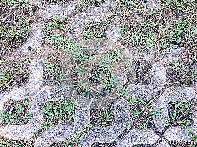 Dirty Block Floor Texture With Grass Royalty-Free Stock Photography ...