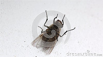 Dirty infectious fly stock video. Video of dirty, flying - 161256437