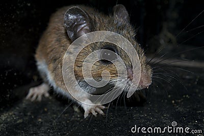 Mouse stock photo. Image of rodents, rodent, predator - 21929520