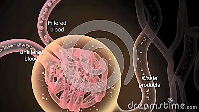Disc Shifting And Nerve Entrapment Stock Illustration | CartoonDealer ...