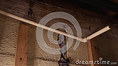 A Disconnected Plumbing Pipe Overhead in an Unfinished Basement Stock ...