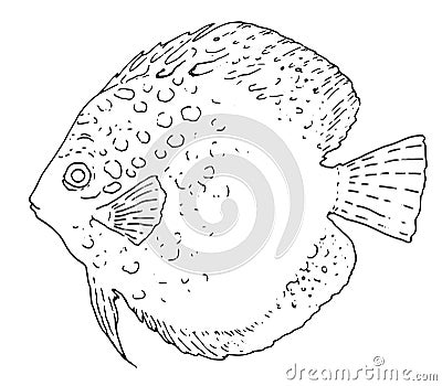 Discus Sketch Of A Fish In A Hand-drawn Sketch Style On A White ...