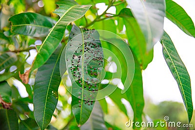 Disease In Mango That Causes The Skin Of Leaves Royalty-Free Stock ...