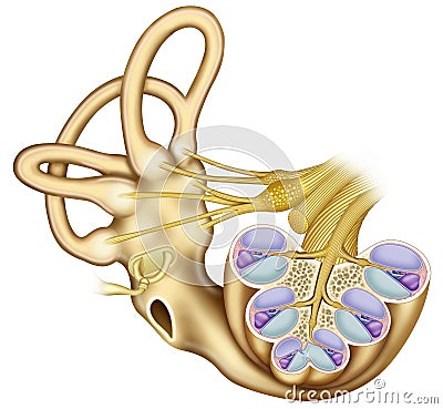 Dissection Cochlea Stock Illustration | CartoonDealer.com #32128291