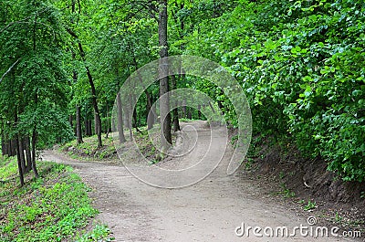 Divergence Of Paths In The Forest. Crossroads Among Many Tree Stock ...