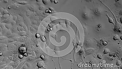 Life in drop of water stock video. Video of carotene - 36271648