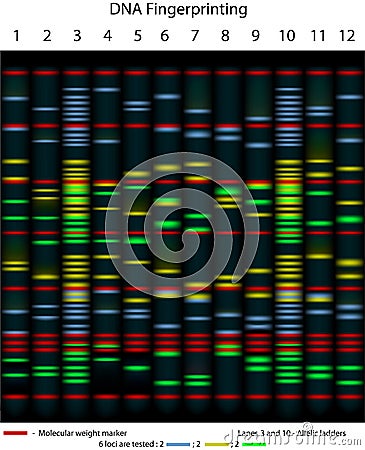 DNA Fingerprinting Royalty Free Stock Photo - Image: 19226265