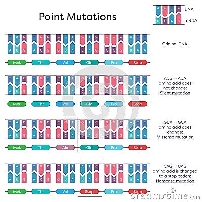 DNA Substitution, Deletion, And Insertion Point Mutations Diagram ...