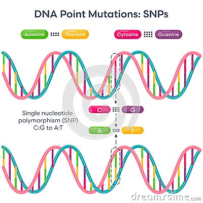 DNA Mutations Base Substitutions Vector Illustration | CartoonDealer ...