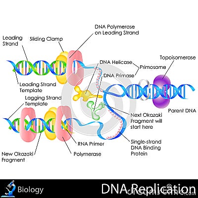 DNA Replication Stock Photography - Image: 31976202