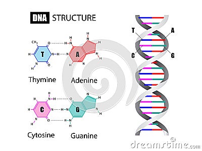 DNA Structure And Nucleotide Base Cartoon Vector | CartoonDealer.com ...