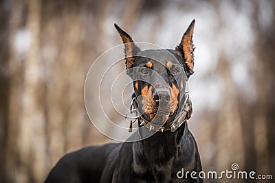 Doberman Dog Royalty Free Stock Images - Image: 37711469