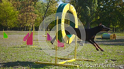 Doberman Jumping at Ring on Agility Training Stock Video - Video of ...