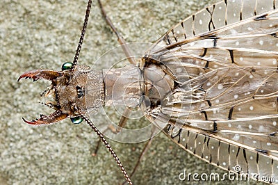 Dobsonfly Royalty Free Stock Images - Image: 5536919