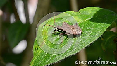 Dock Bug (Coreus Marginatus) Fly Away Form a Leaf Stock Footage - Video ...