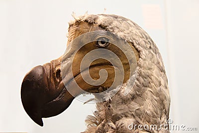 Dodo Royalty Free Stock Photo - Image: 11183785