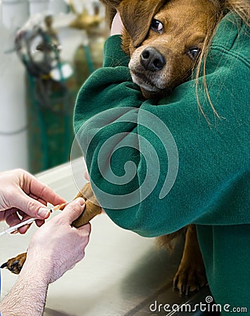 Dog Blood Drawn At Vet Stock Photography - Image: 8828462