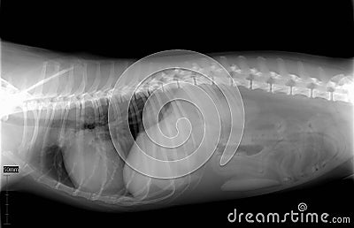 Dog x ray Images - Search Images on Everypixel
