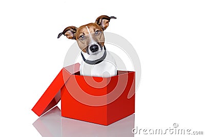 Dog In Box Stock Photography - Image: 23515792