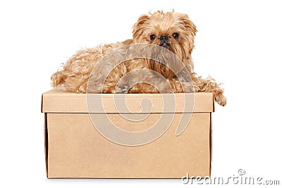 Dog On Cardboard Box Stock Photos - Image: 26649383
