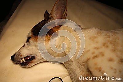 Dog With Dermoid Cyst On Back Of The Neck In Anesthesia On Operating ...