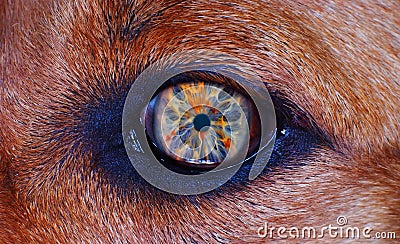 Dog Eye In Macro Royalty Free Stock Photography - Image: 2430917