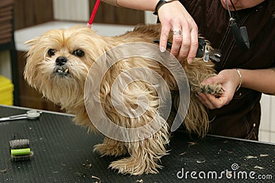 Dog grooming - Stock Image - Everypixel