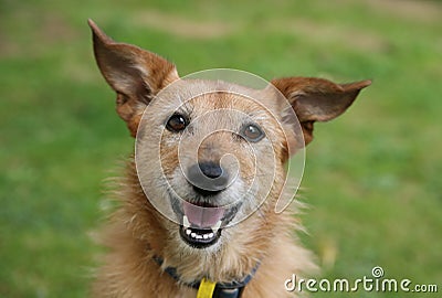 Dog With A Happy Smile Royalty Free Stock Images - Image: 16740569