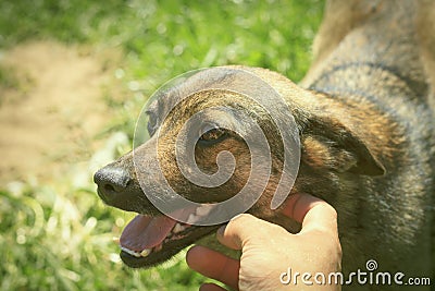 The Dog Has An Incorrect Bite. The Human Hand Is Stroking. Shallow ...