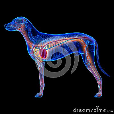 Dog Heart - Anatomy Of Circulatory System Isolated On Black Stock Photo ...