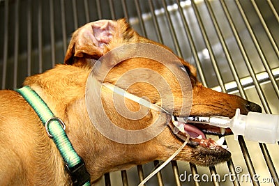 Dog With Intubation Royalty Free Stock Image - Image: 15557106