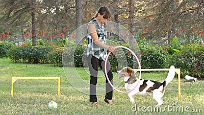 A Dog Jumps through a Ring stock video. Video of agile - 56430935